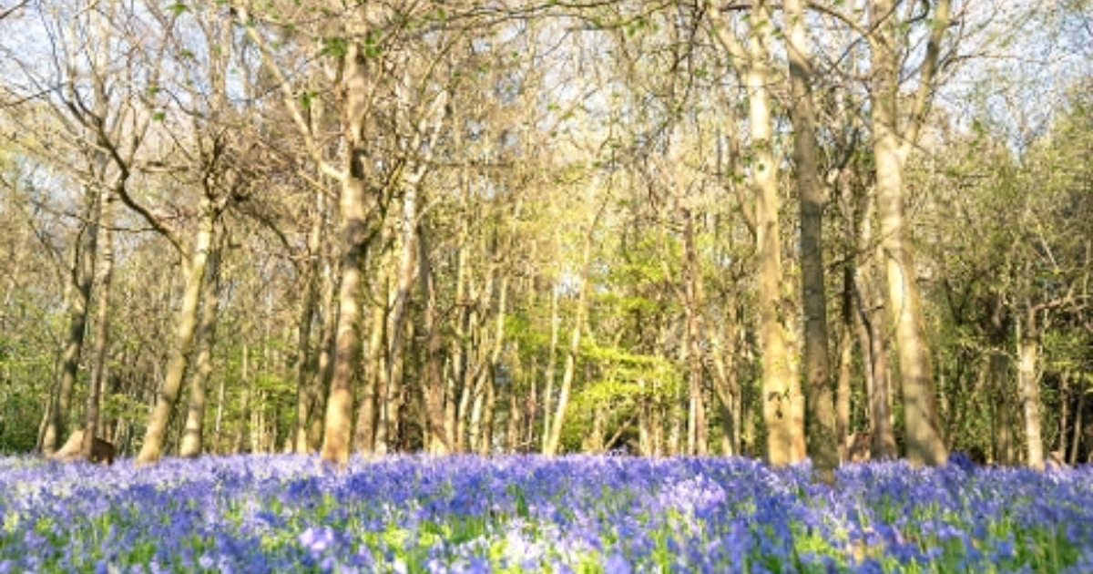 Step into spring with a seasonal stroll - Guildford Borough Council