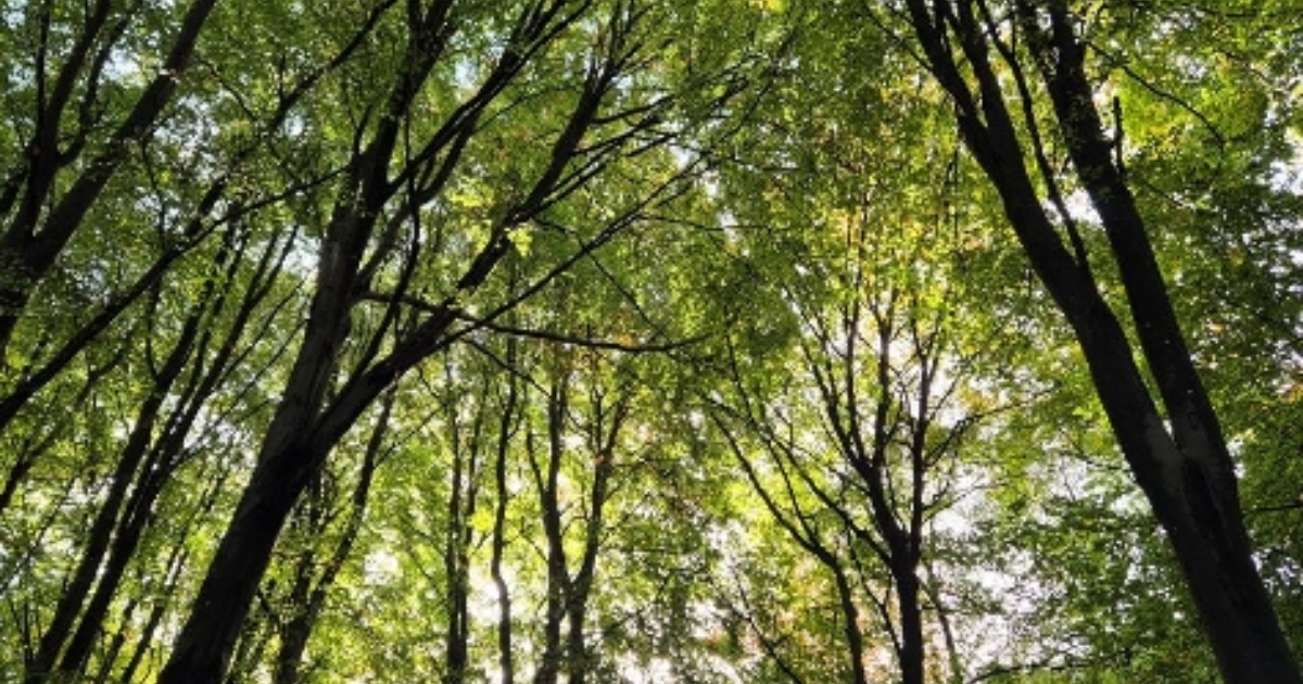 Guildford celebrates National Tree Week 2025 - Guildford Borough Council